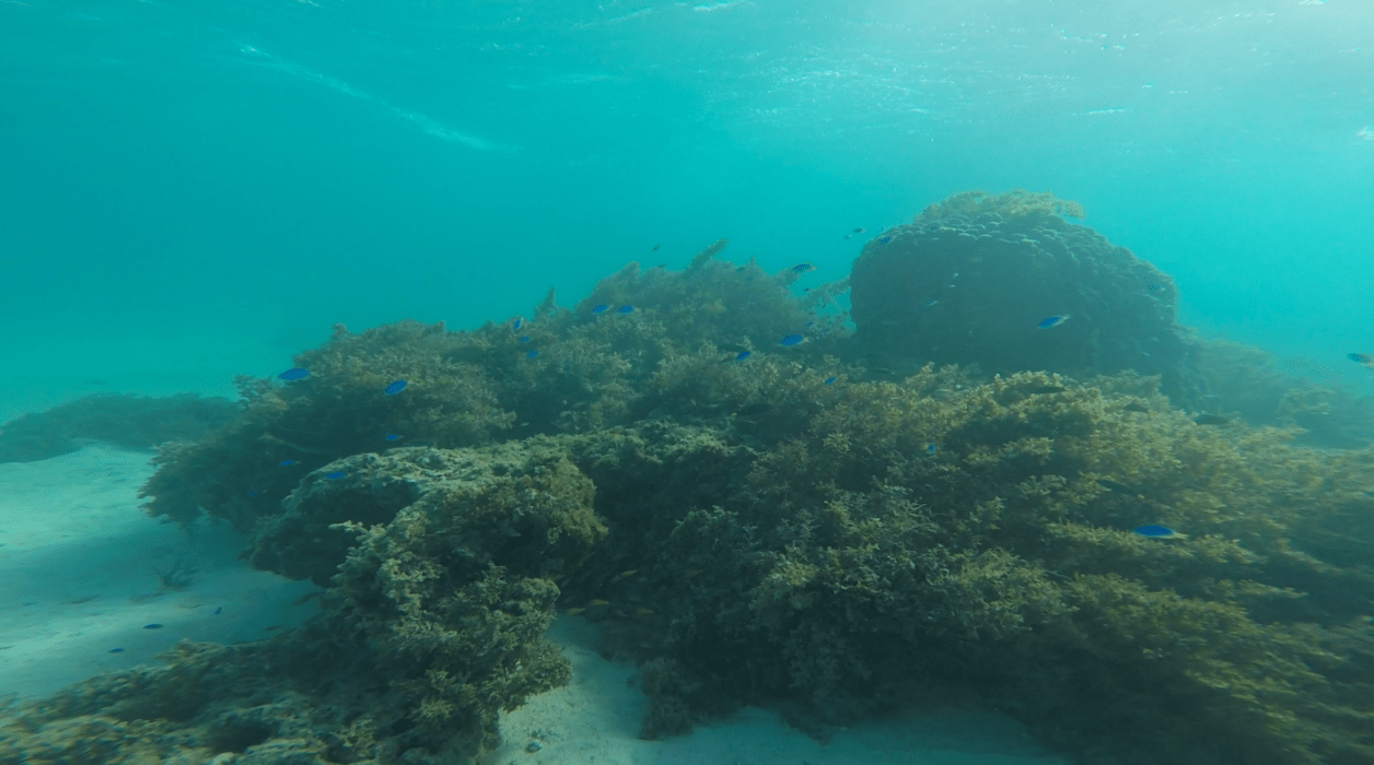 Bundegi Jetski Snorkel Tour - Exmouth | Ultimate Watersports